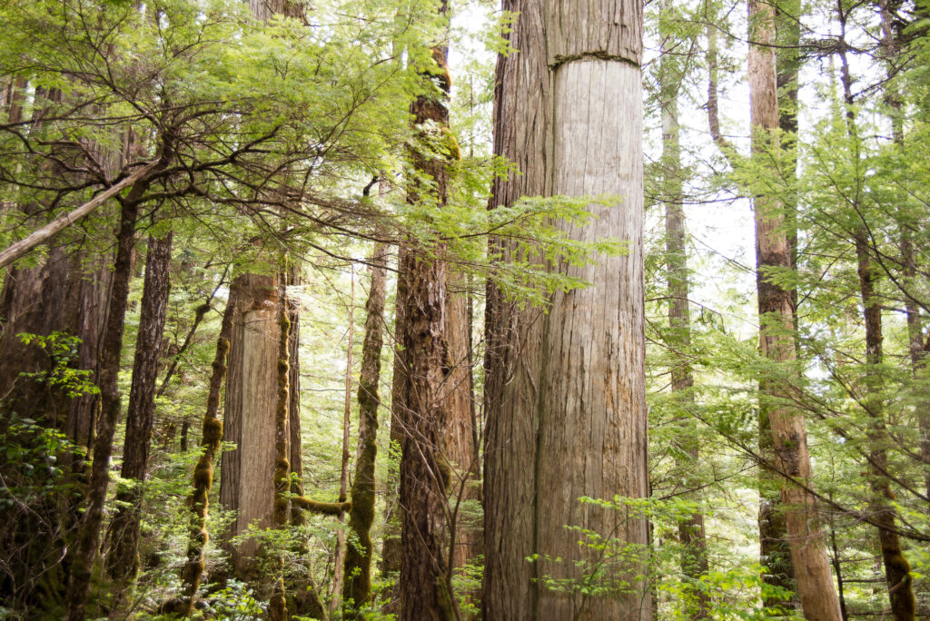 Lot 51A - Housing Competition - Klemtu.com - KITASOO XAI’XAIS NATION