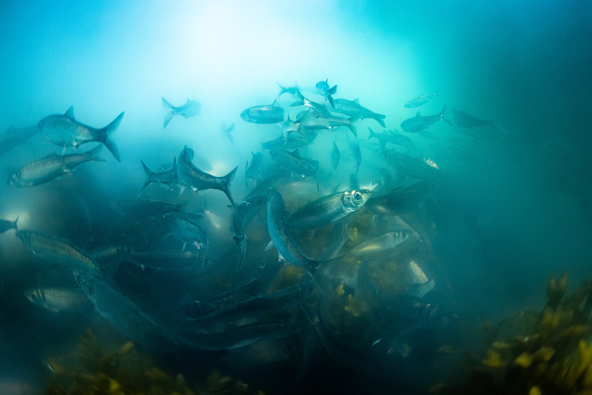 Data & Referrals Management - Klemtu.com - KITASOO XAI’XAIS NATION