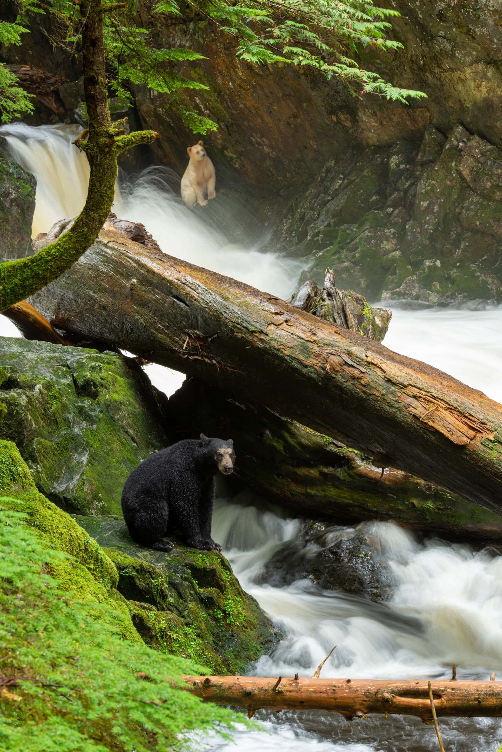 Home - Klemtu.com - KITASOO XAI’XAIS NATION